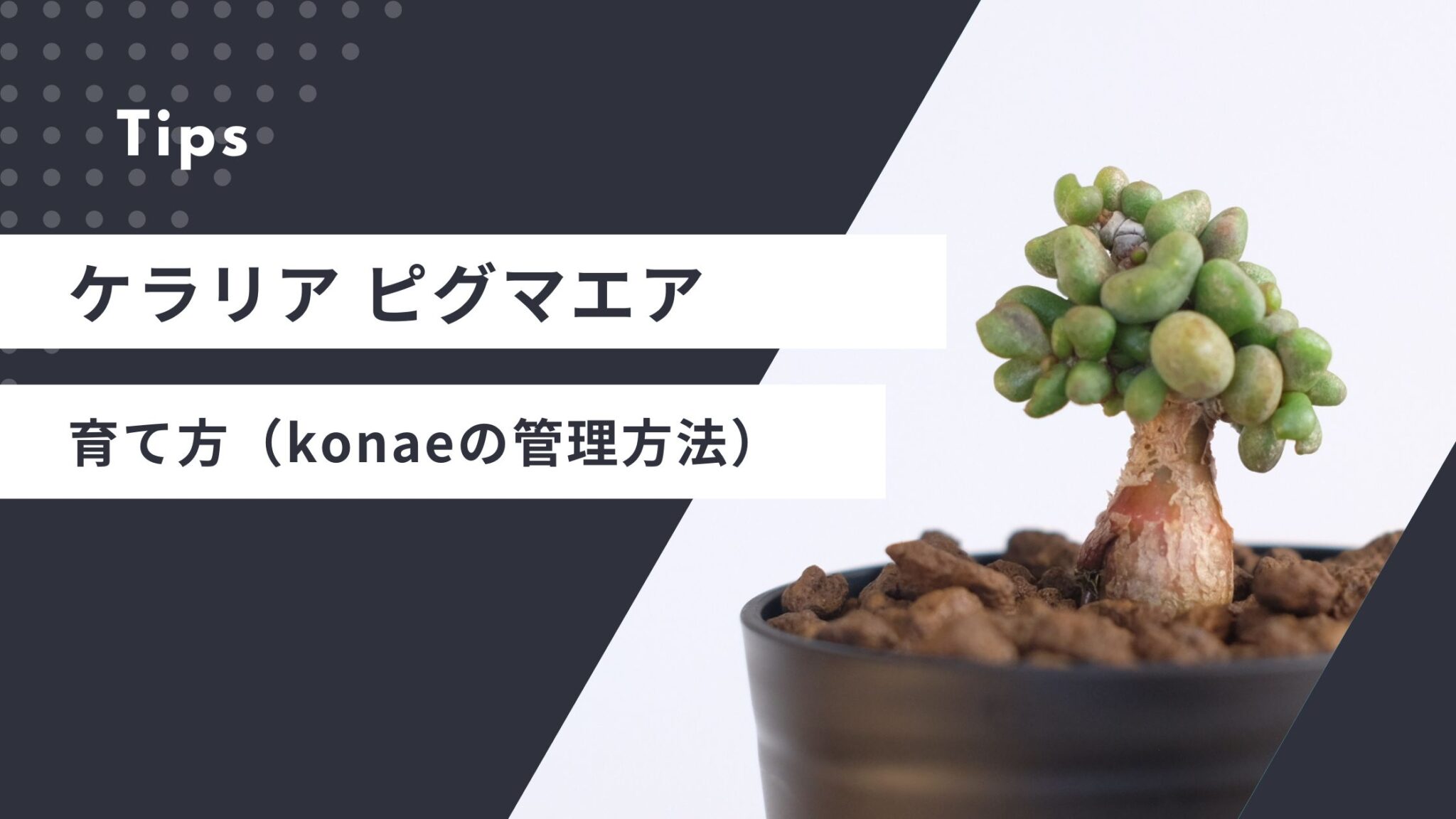 ケラリア ピグマエアの育て方（konaeの管理方法） | 塊根植物専門メディア konae blog