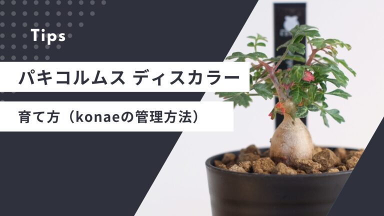 パキコルムス ディスカラーの育て方（konaeの管理方法） | 塊根植物専門メディア konae blog