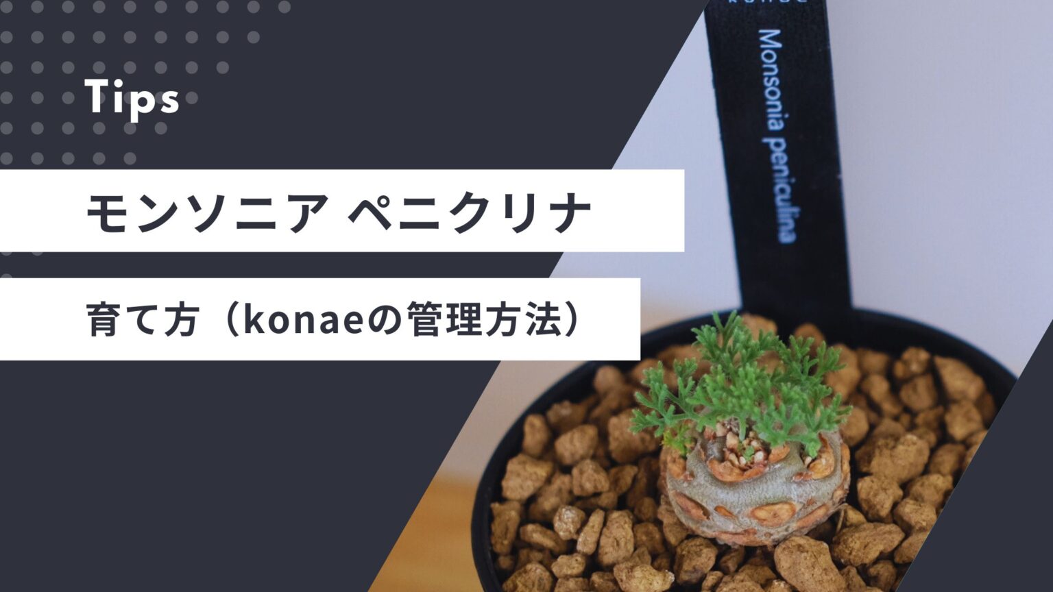 モンソニア ペニクリナの育て方（konaeの管理方法） | 塊根植物専門メディア konae blog