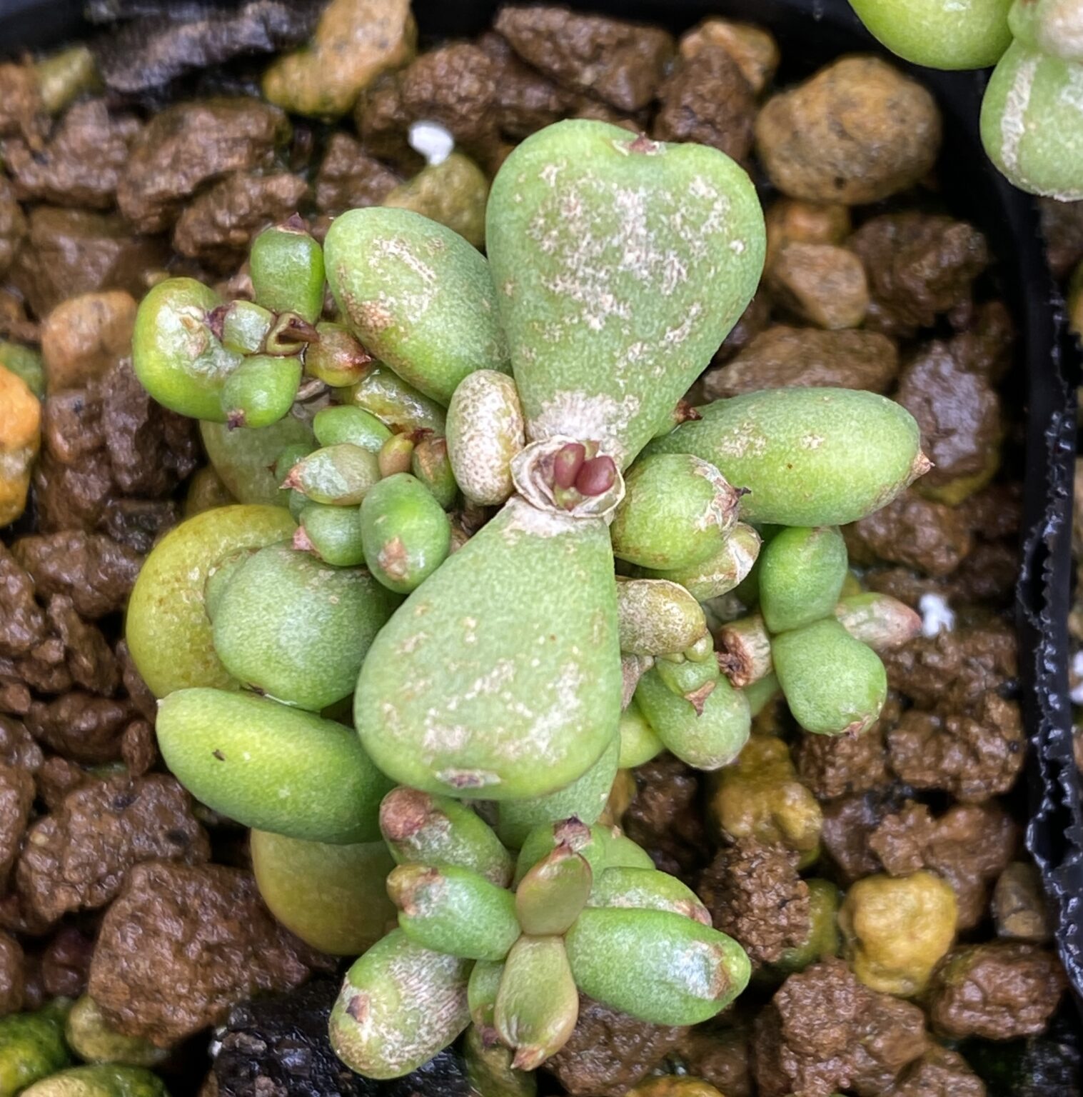 ケラリア ピグマエアの育て方（konaeの管理方法） | 塊根植物専門メディア konae blog