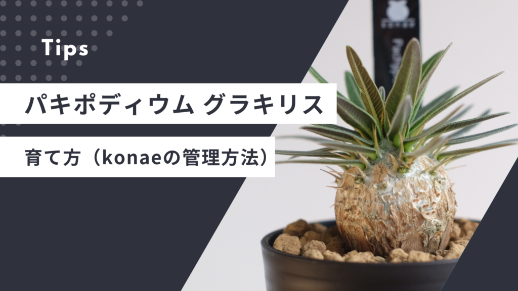 ケラリア ピグマエアの育て方（konaeの管理方法） | 塊根植物専門メディア konae blog