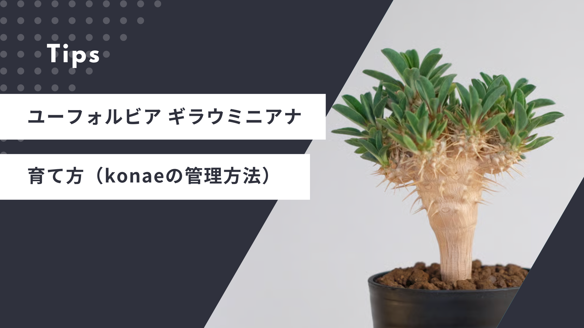 ユーフォルビア ギラウミニアナの育て方（konaeの管理方法） | 塊根植物専門メディア konae blog