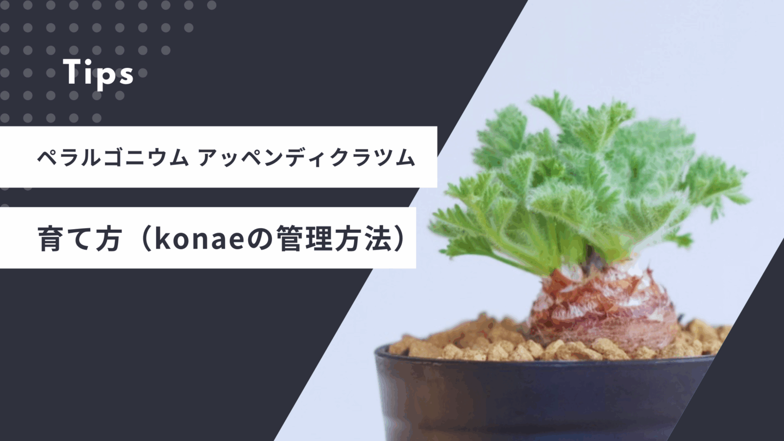 パキポディウム ウィンゾリーの育て方（konaeの管理方法） | 塊根植物専門メディア konae blog